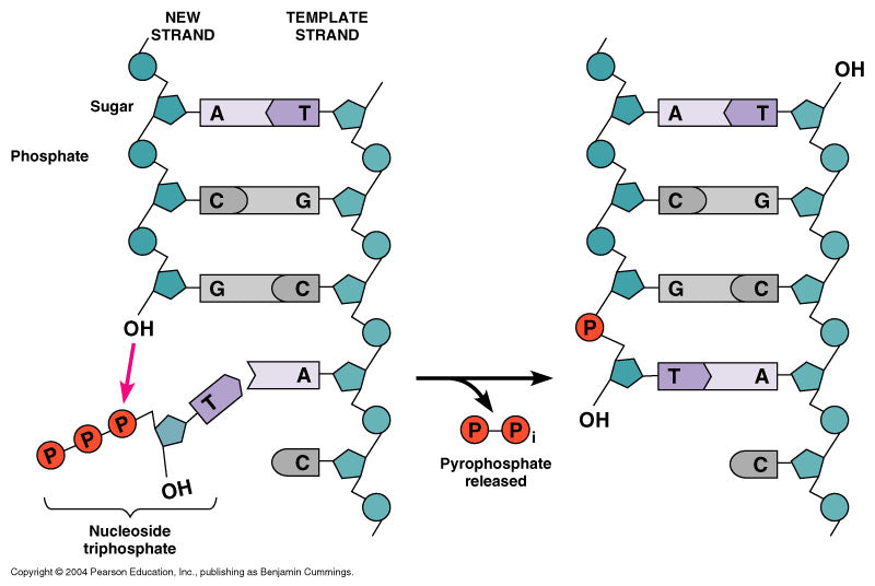Dna Strand Nucleotides